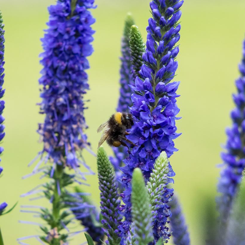 Veronica spicata Ulster Dwarf Blue - Véronique en épis naine à fleurs ...