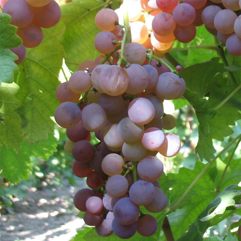 Vigne Chasselas rose - Vitis vinifera - Raisin de table à baies roses