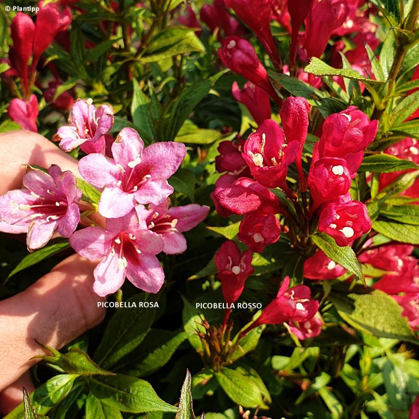 Weigela Picobella Rosso - Weigélia nain à floraison rouge longue et ...