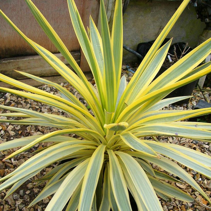 Yucca recurvifolia Bright Star - Petit Yucca à feuilles non piquantes