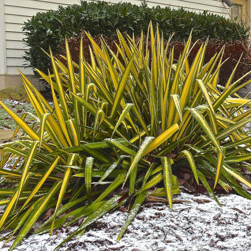 Yucca flaccida Golden Sword - Yucca aux feuilles jaunes et bleu-vert