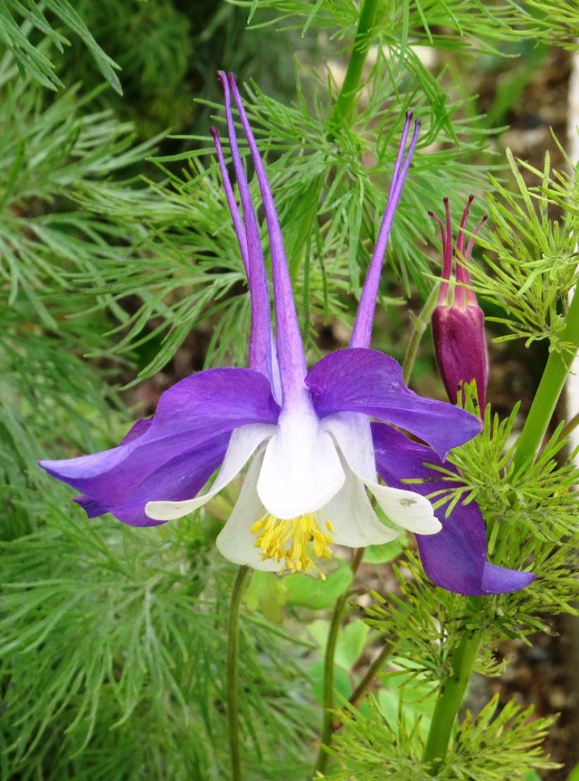 Ancolies hybrides Mac Kana - Aquilegia X cultorum