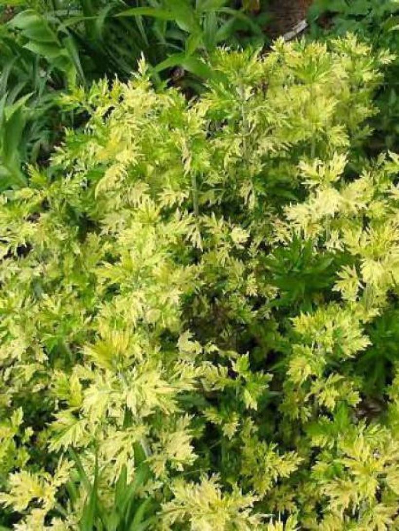 Artemisia vulgaris Oriental Limelight - Armoise panachée vert et doré