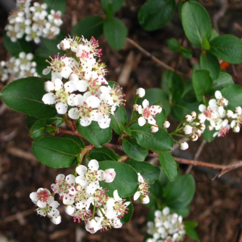 Aronia prunifolia Viking – Aronie pourpre à fruits noirs comestibles
