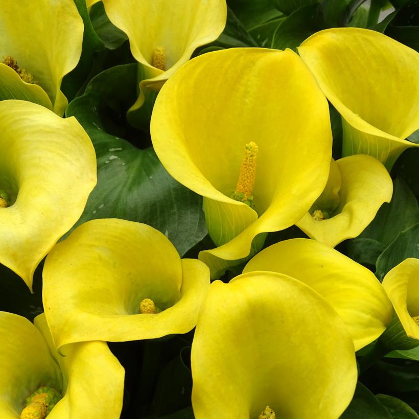 Zantedeschia Solfatare - Calla - Arum des fleuristes de couleur jaune ...