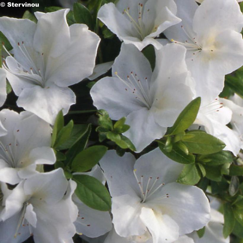 Azalée du Japon Eucharis - Rhododendron hybride - Azalea x kaempferi