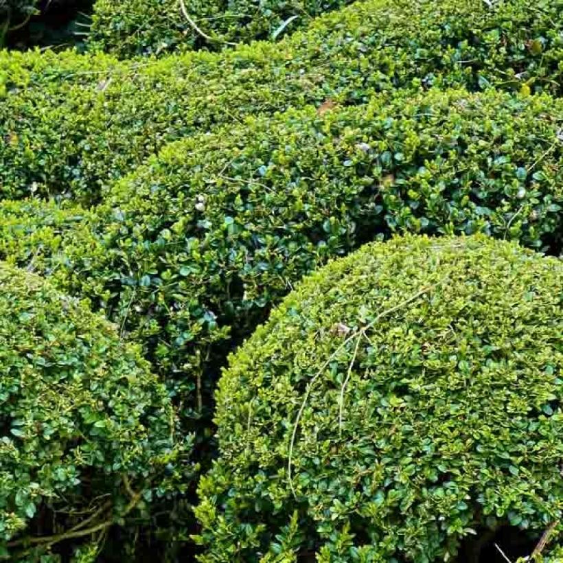 Buxus sempervirens Suffruticosa - Buis de haie, arbuste à port compact