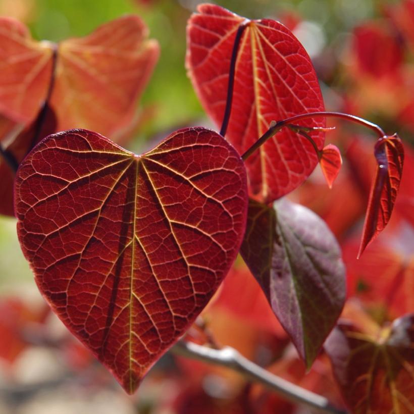 Cercis canadensis Red Force - Superbe Gainier du Canada au feuillage ...