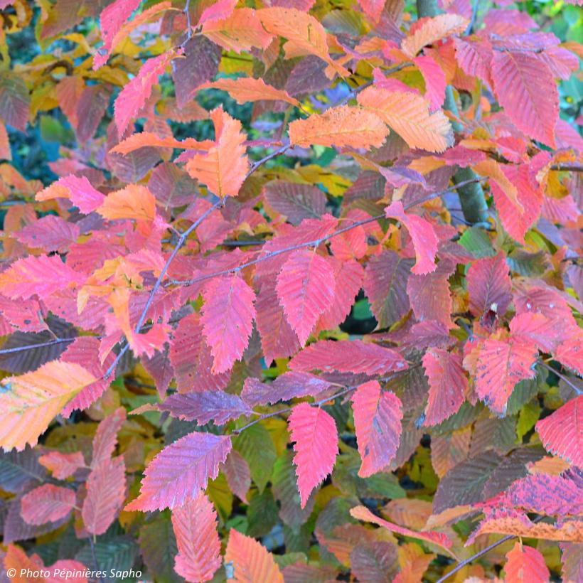 Carpinus betulus Rockhampton Red - Charme commun superbe en automne
