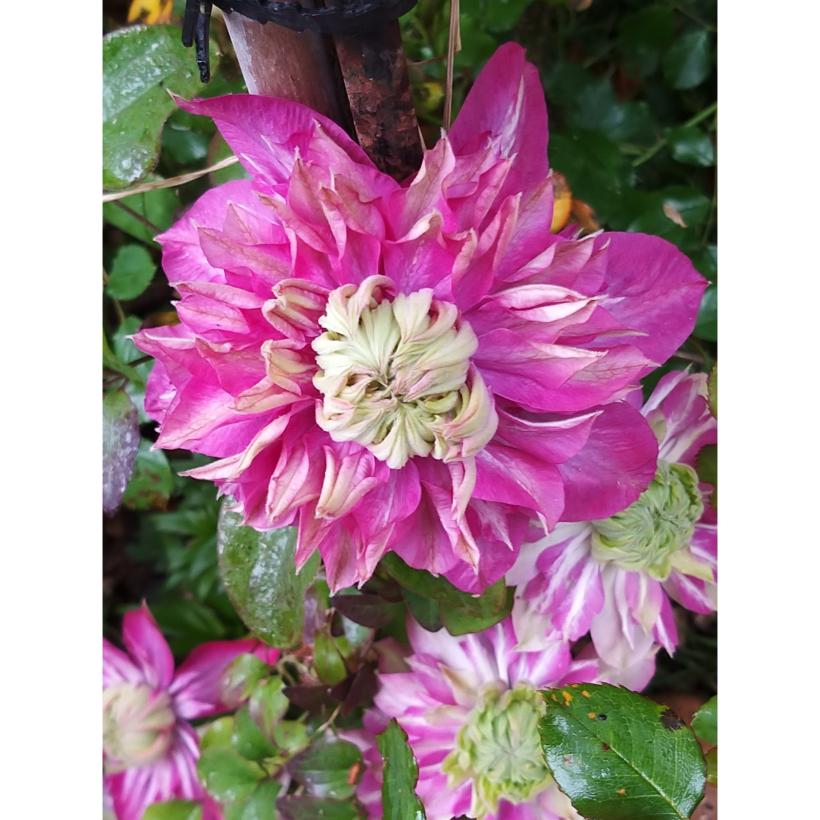 Clématite Kaiser (Empereur) - Clematis aux grandes fleurs rose vif