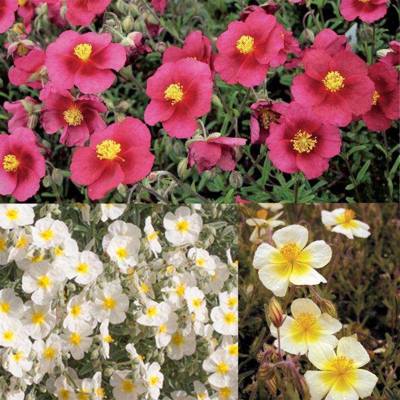 Collection de 6 Hélianthèmes - Helianthemum - vivaces pour rocailles et ...