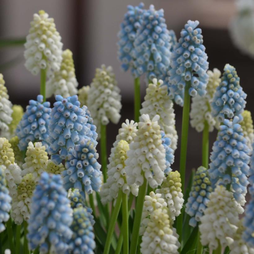 Collection Muscari Magic - 40 petits bulbes à floraison printanière