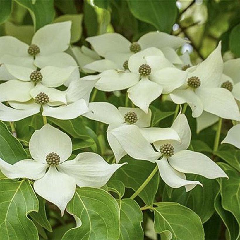 Cornus kousa Robert's Select - Cornouiller du Japon très florifère aux très grandes fleurs blanc ...