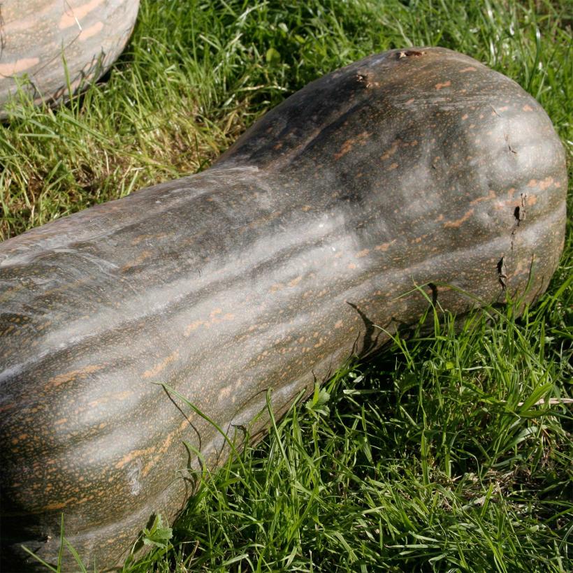 Courge Pleine de Naples (géante) - Graines Bio - Ferme de Sainte Marthe