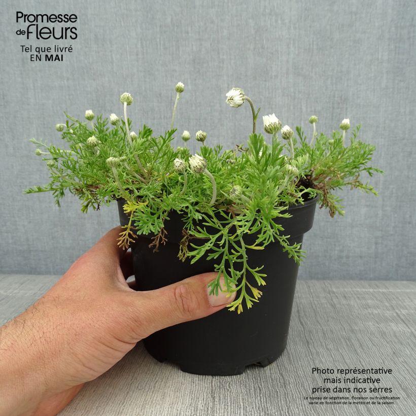Anthemis carpatica Karpatenschnee - Camomille des monts Carpates ...