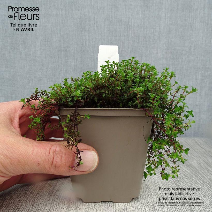 Thymus praecox Red Carpet - Variété de Thym précoce à floraison rouge rosé