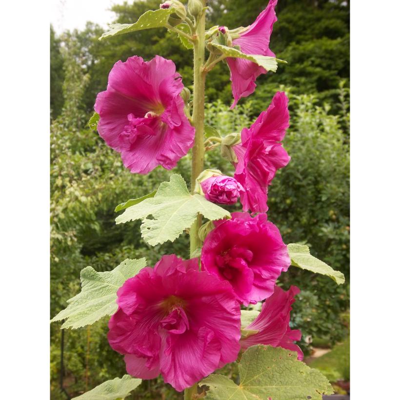 Rose Trémière en mélange - Alcea rosea simplex - Une vivace charmante
