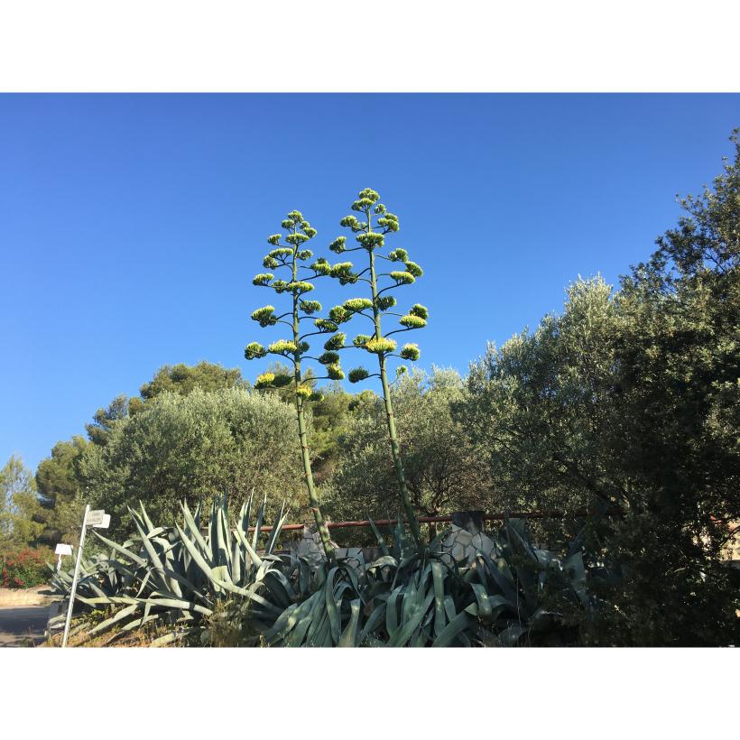 Agave americana - Agave d'Amérique