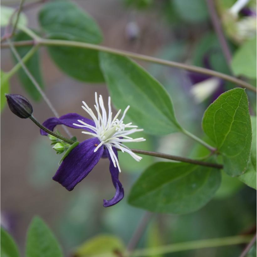 Clématite Aromatica, Clematis flammula à fleurs étoilées bleu violet