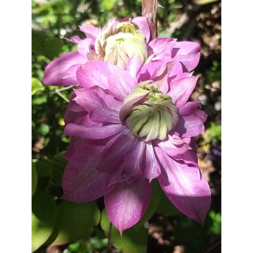 Clématite Kaiser (Empereur) - Clematis aux grandes fleurs rose vif