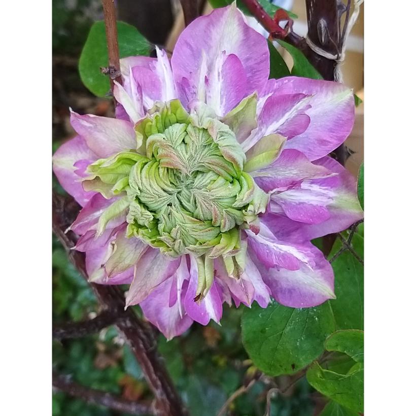 Clématite Kaiser (Empereur) - Clematis aux grandes fleurs rose vif
