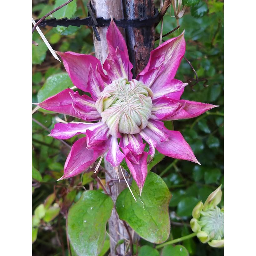 Clématite Kaiser (Empereur) - Clematis aux grandes fleurs rose vif