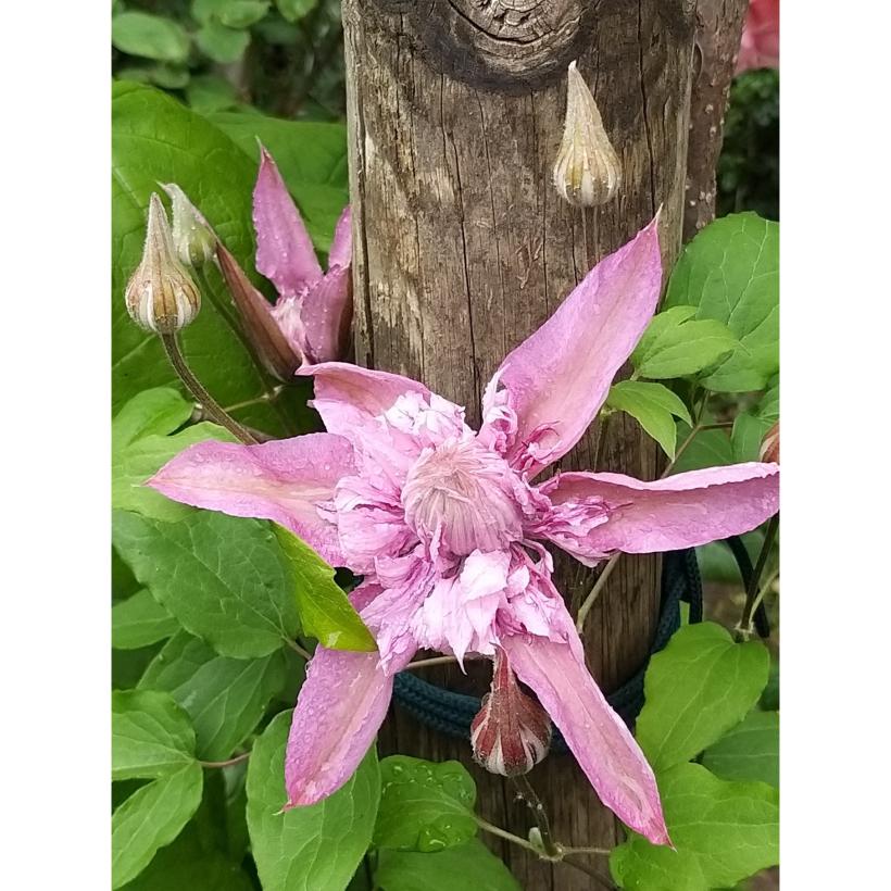 Clematis Multi Pink - Clématite à grandes fleurs roses et ébouriffées