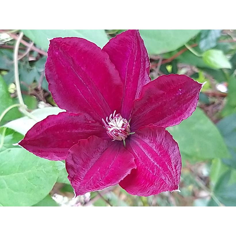 Clématite Rouge Cardinal - Clematis à grandes fleurs rouge-rose foncé