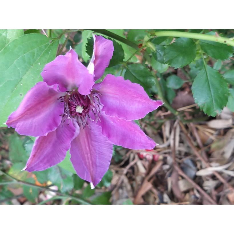 Clematis Huvi - Clématite grimpante à grandes fleurs rouge carmin intense