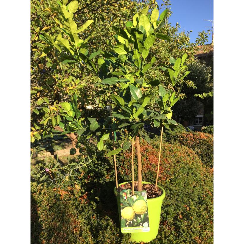 Combava - Citrus hystrix - Agrume doté de fruits verts grumeleux
