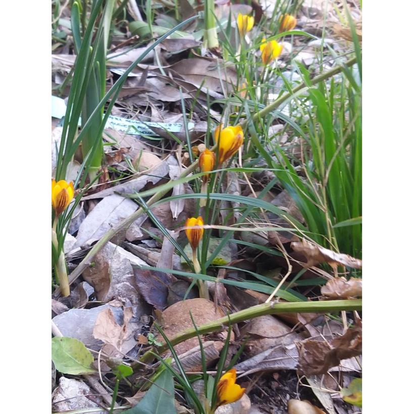 Crocus angustifolius - Petit bulbe botanique à floraison jaune orangée