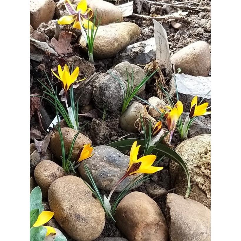 Crocus angustifolius - Petit bulbe botanique à floraison jaune orangée