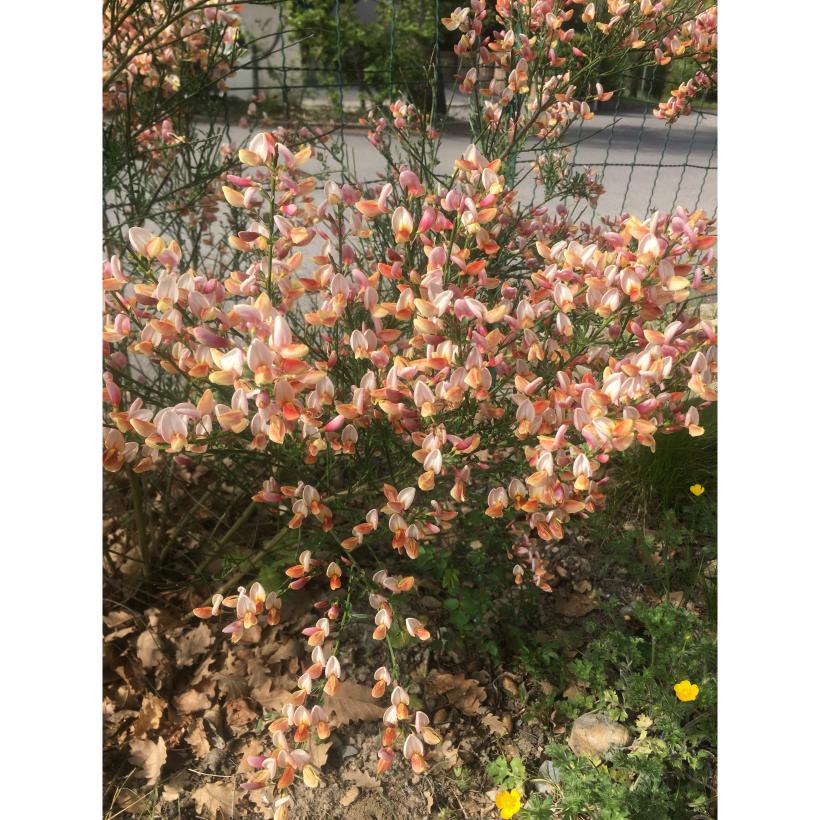 Cytisus procumbens Zeelandia - Genêt à balais à fleurs lilas et crème