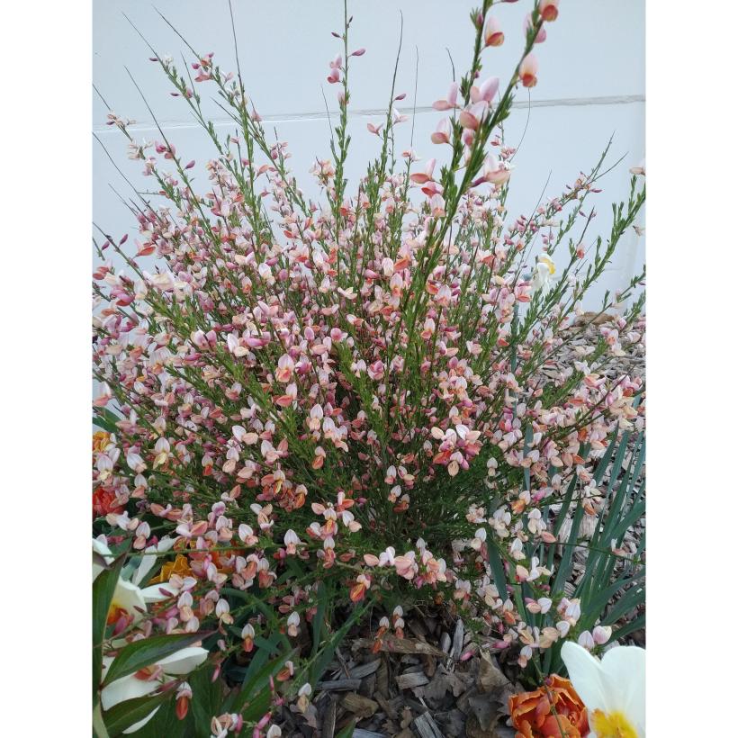 Cytisus procumbens Zeelandia - Genêt à balais à fleurs lilas et crème