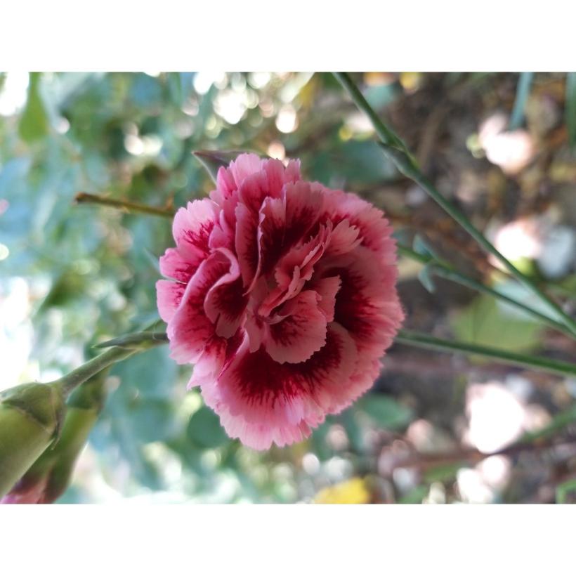 Dianthus Scent First Sugar Plum - Œillet mignardise bicolore rose foncé ...