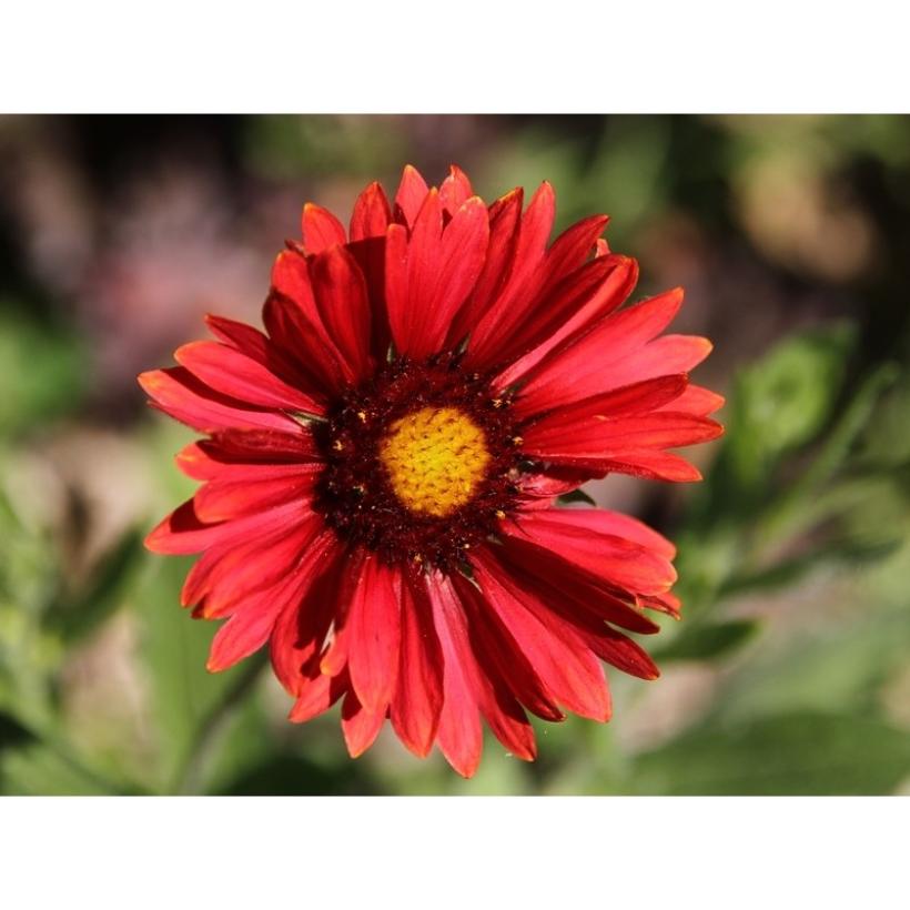 Gaillarde Bourgogne - Gaillardia Burgunder - Vivace à grandes fleurs ...