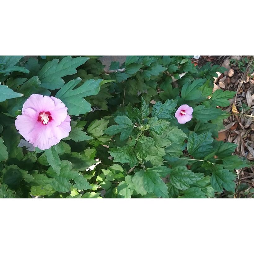 Hibiscus (x) syriacus Rose Moon - Arbuste caduc et rustique à fleurs rose