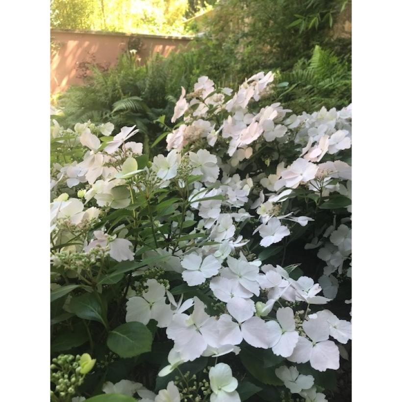 Hortensia Runaway Bride - Hydrangea à fleurs blanches le long de ses tiges