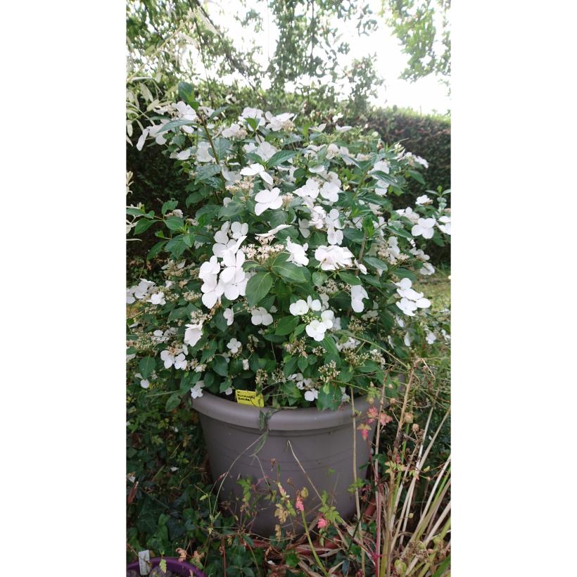 Hortensia Runaway Bride - Hydrangea à fleurs blanches le long de ses tiges