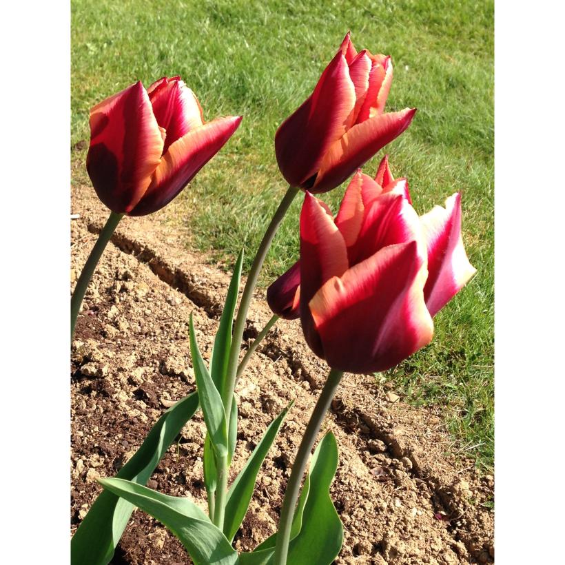 Tulipe Triomphe Muvota - Bulbe - De minces et longues fleurs pourpre foncé.