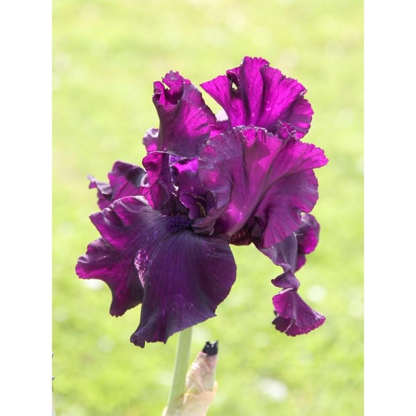 Iris germanica Obsidian - Iris des Jardins presque noir