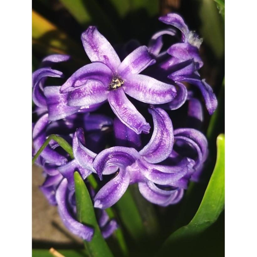 Jacinthe Blue Pearl - Hyacinthus (x) orientalis - Bulbe à fleurs bicolores, bleu-violacé foncé ...