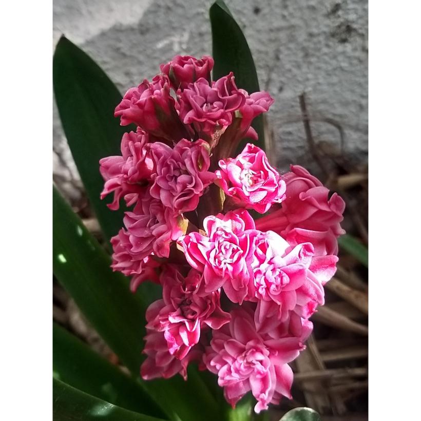 Jacinthe double Hollyhock - Hyacinthus (x) orientalis