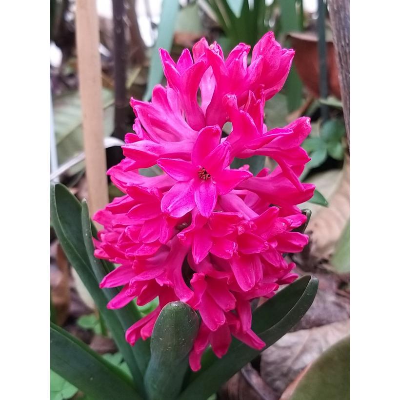 Jacinthe Jan Bos - Hyacinthus (x) orientalis - Variété précoce, très parfumées.