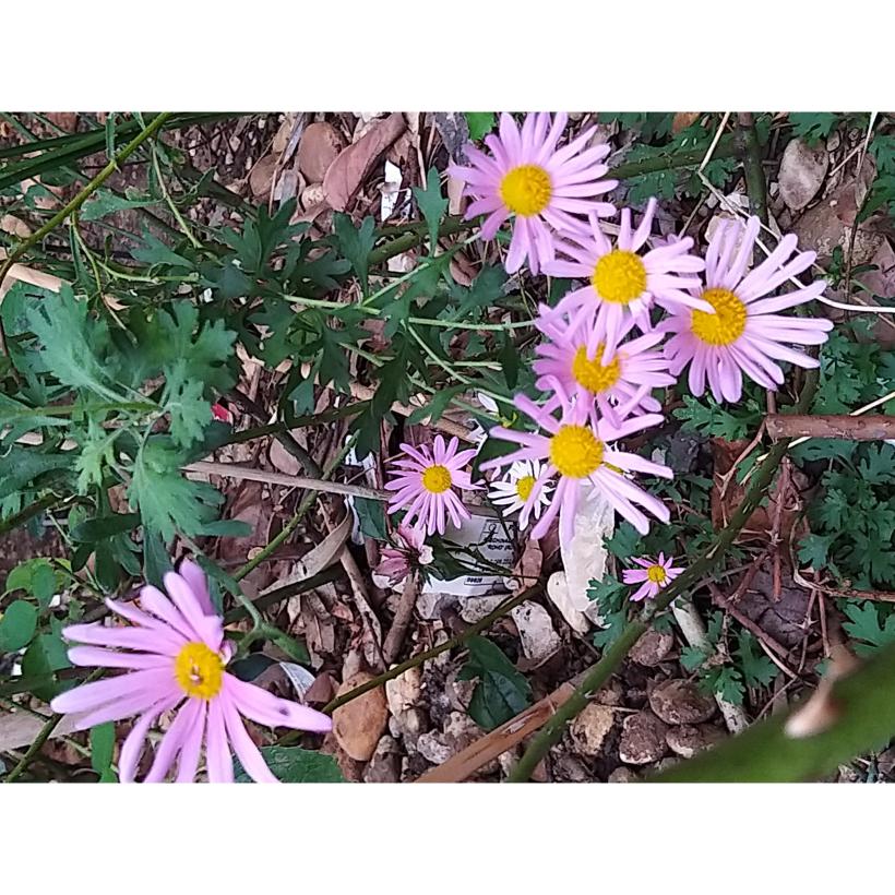 Kalimeris mongolica Antonia - Grande vivace d'été à fleurs d'Aster ...