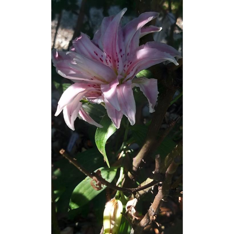 Lilium Broken Heart - Hybride de Lis asiatique - Lys - Fleurs ...