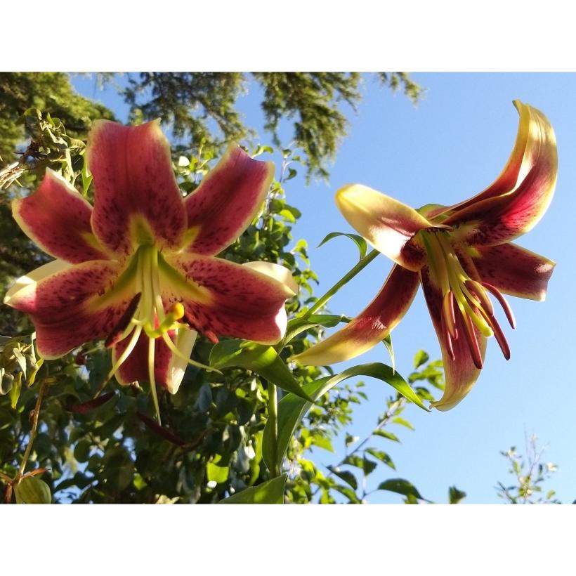 Lilium speciosum rubrum Uchida - Lis botanique rose parfumé.