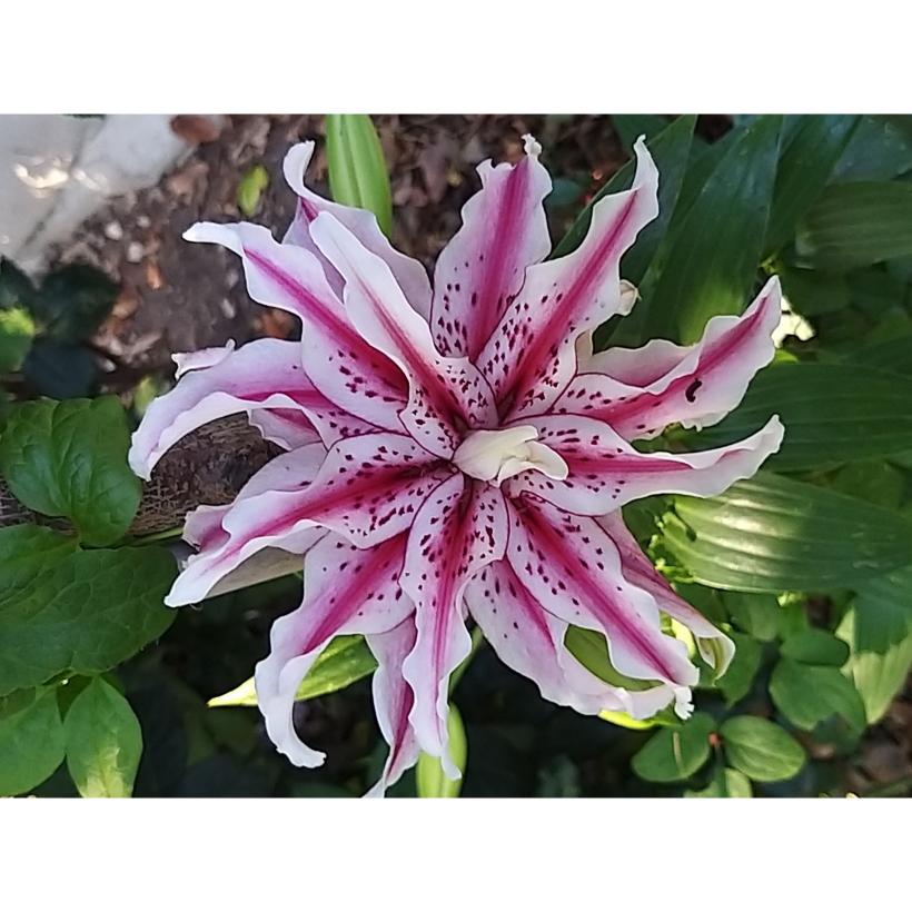 Lilium Magic Star - Groupe oriental double - Hybride - Grandes fleurs ...