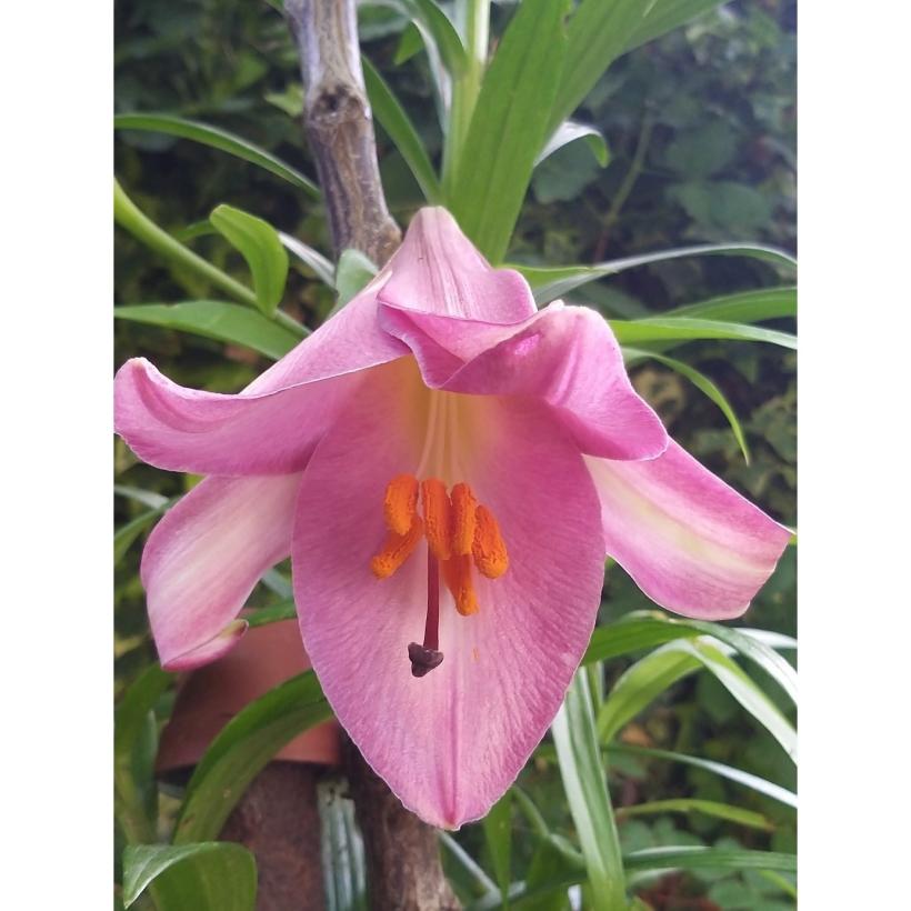 Lilium Pink Perfection - Lis hybride groupe trompette Pink Perfection ...