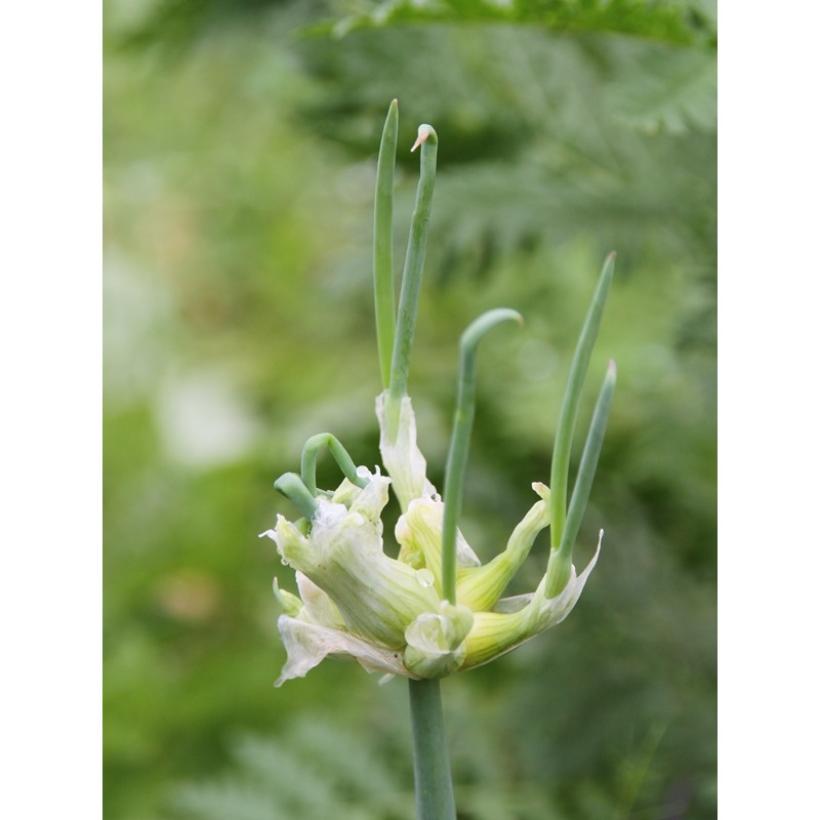 Oignon rocambole - légume perpétuel - Allium cepa proliferum